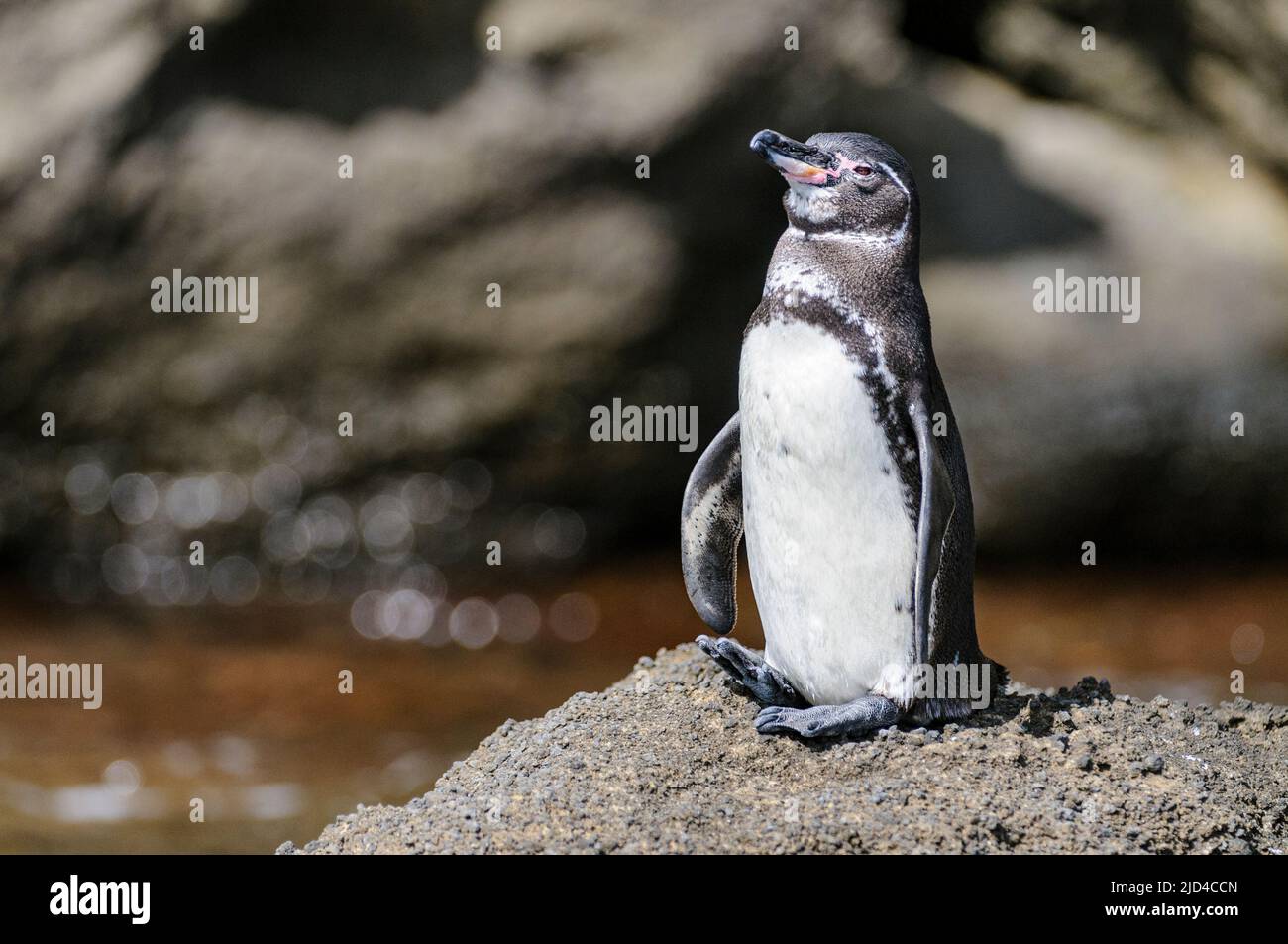 Galápagos Penguin, Spheniscus mendiculus, from Sullivan Bay, Santiago ...