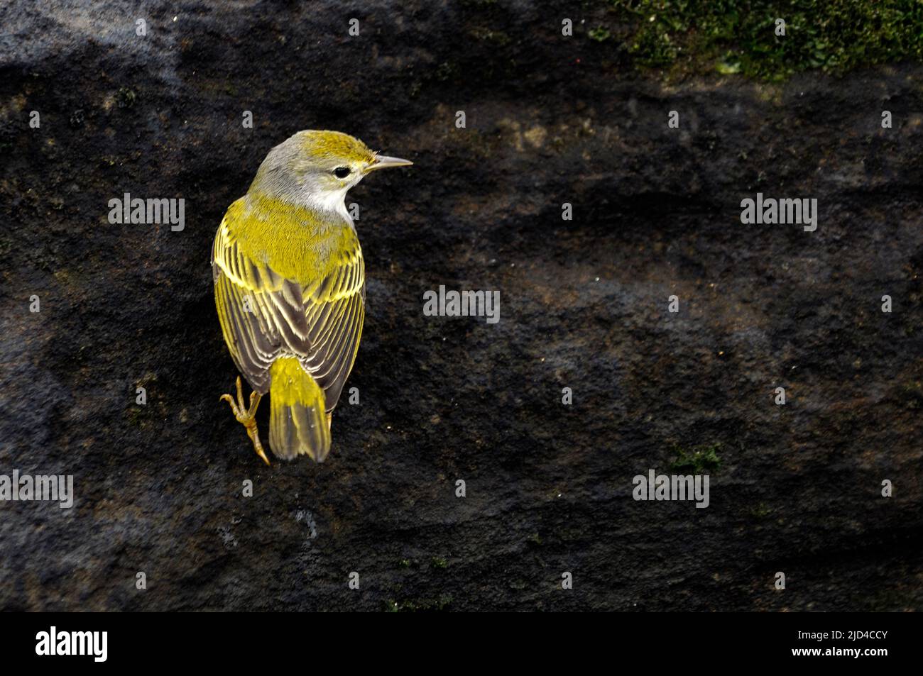 Yellow Warbler (Setophaga petechia aureola, female) from Puerto Egas ...
