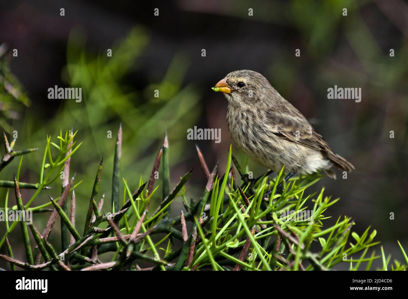 Small tree finch () from Puerto Egas, Santiago island, Galapagos Stock ...