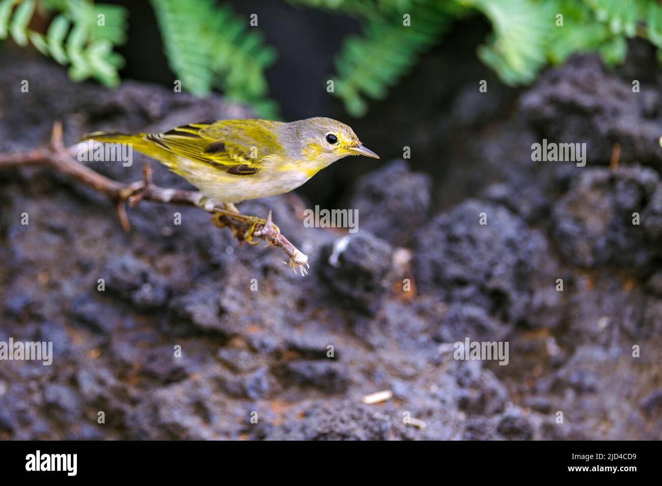 Yellow Warbler (Setophaga petechia aureola, female) from James Bay ...
