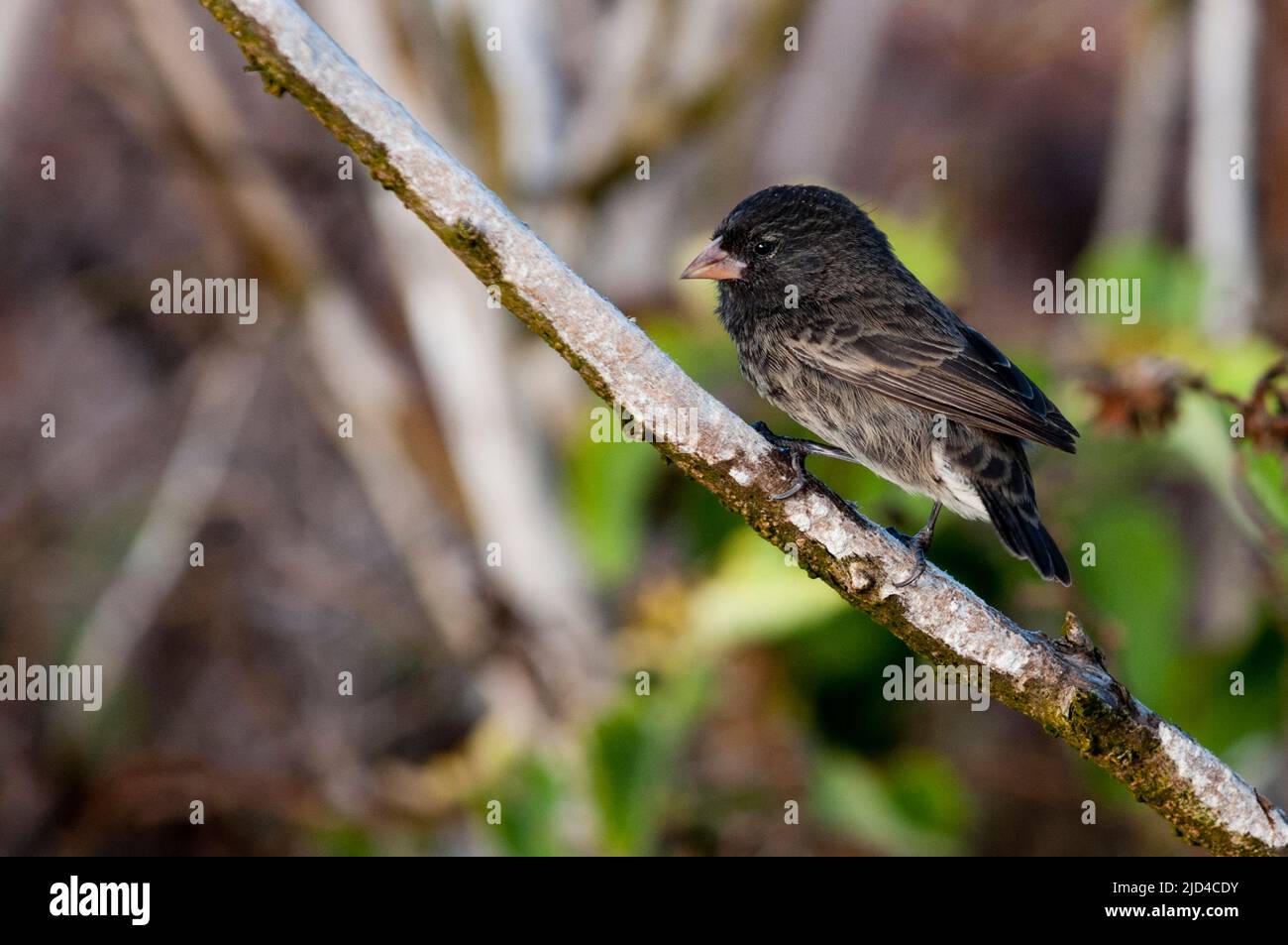 Sharp-beaked ground finch (Geospiza difficilis, male ) from genovesa ...
