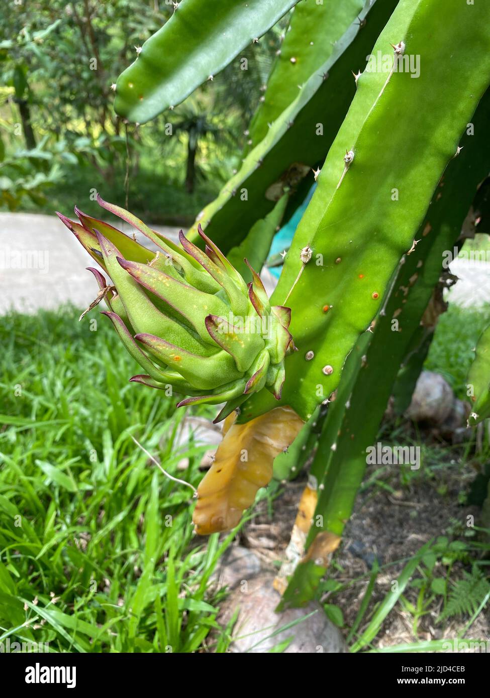 Photo of the flower bulb of dragon fruit, pitaya or pitahaya of the ...
