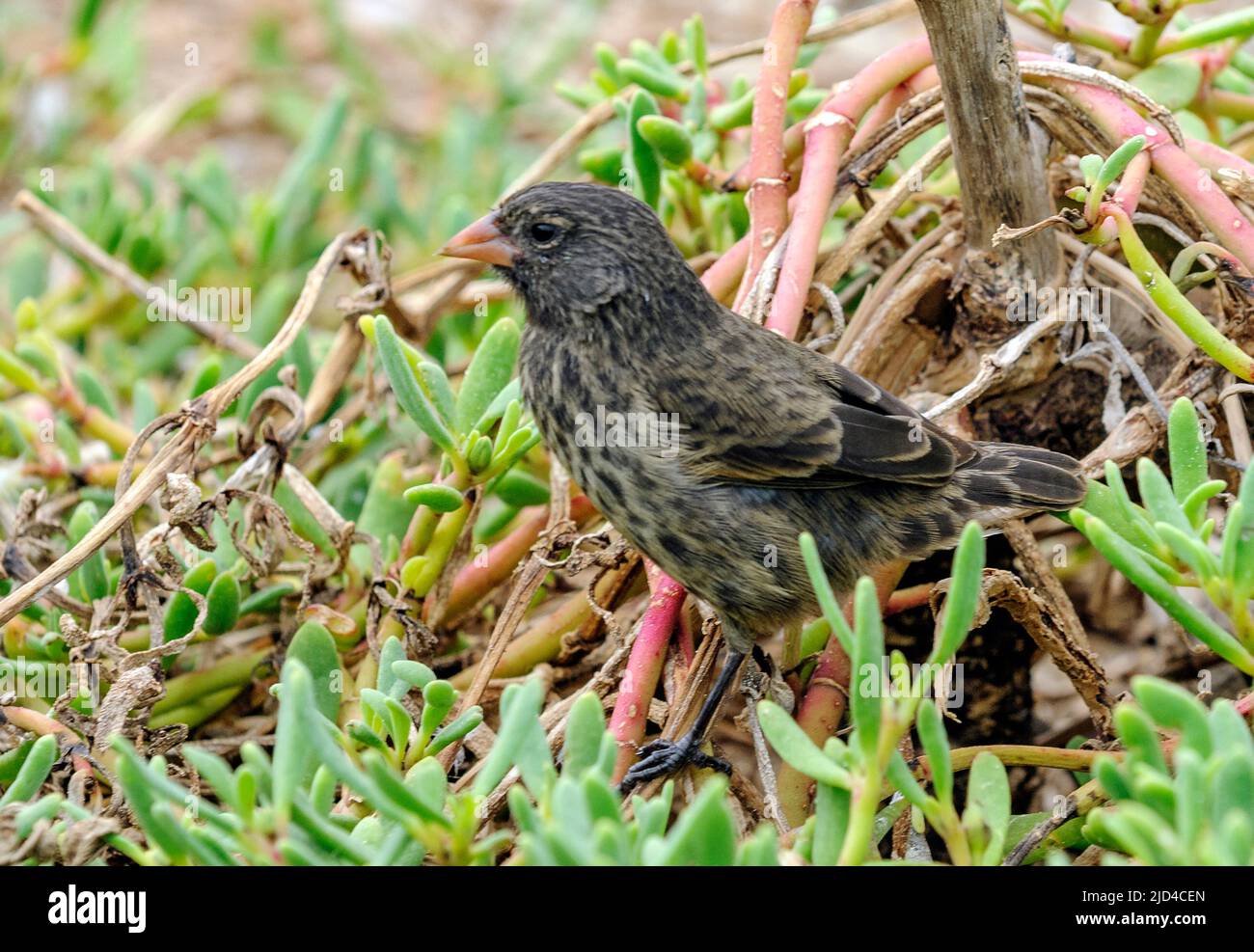 Small ground finch (Geospiza fuliginosa, female ) from genovesa ...