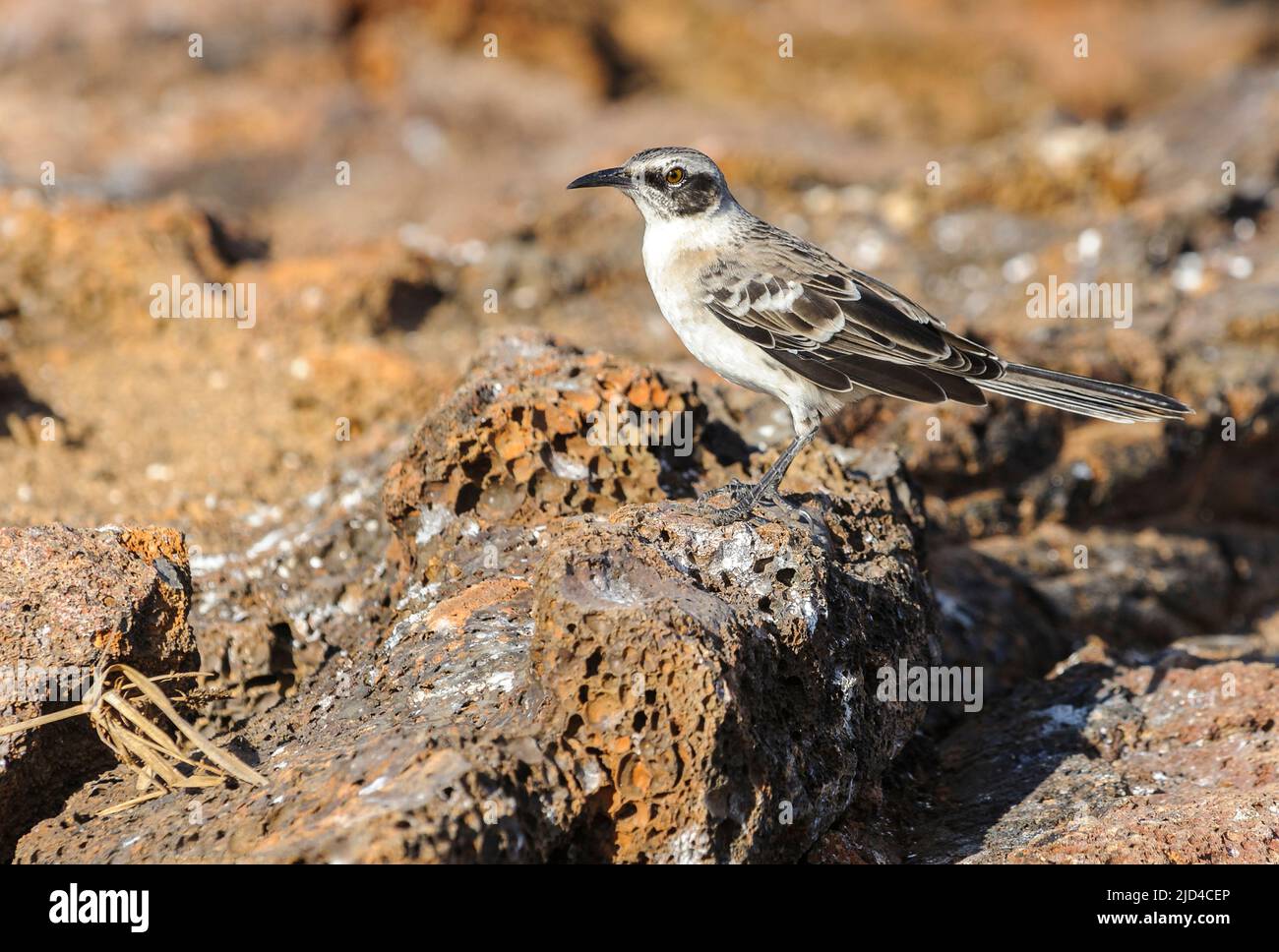 Galapagos Mockingbird (Mimus parvulus bauri) from Genovesa Stock Photo ...