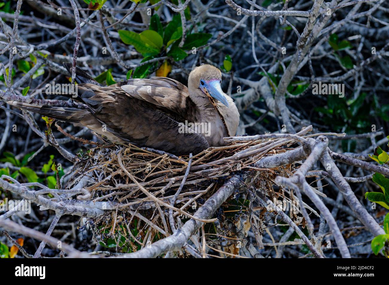 Brids and nest hi-res stock photography and images - Alamy