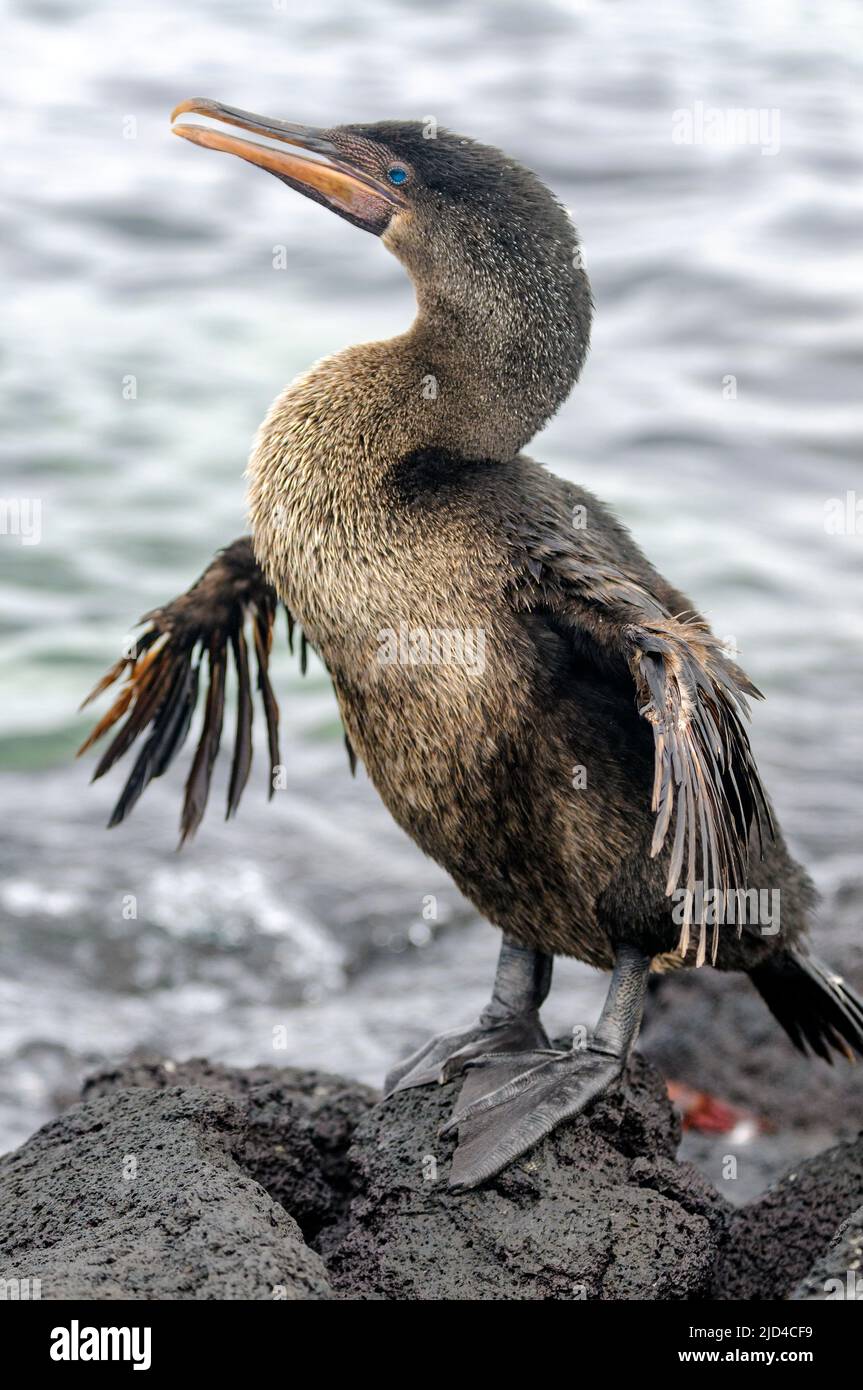 Flightless Cormorant (Nannopterum harrisi) from Fernandina, Galapagos ...