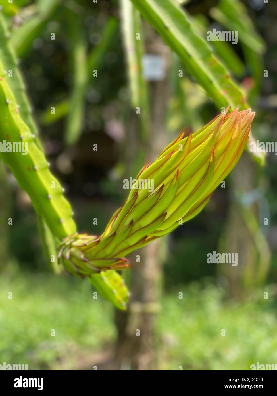 Photo of the flower bulb of dragon fruit, pitaya or pitahaya of the ...