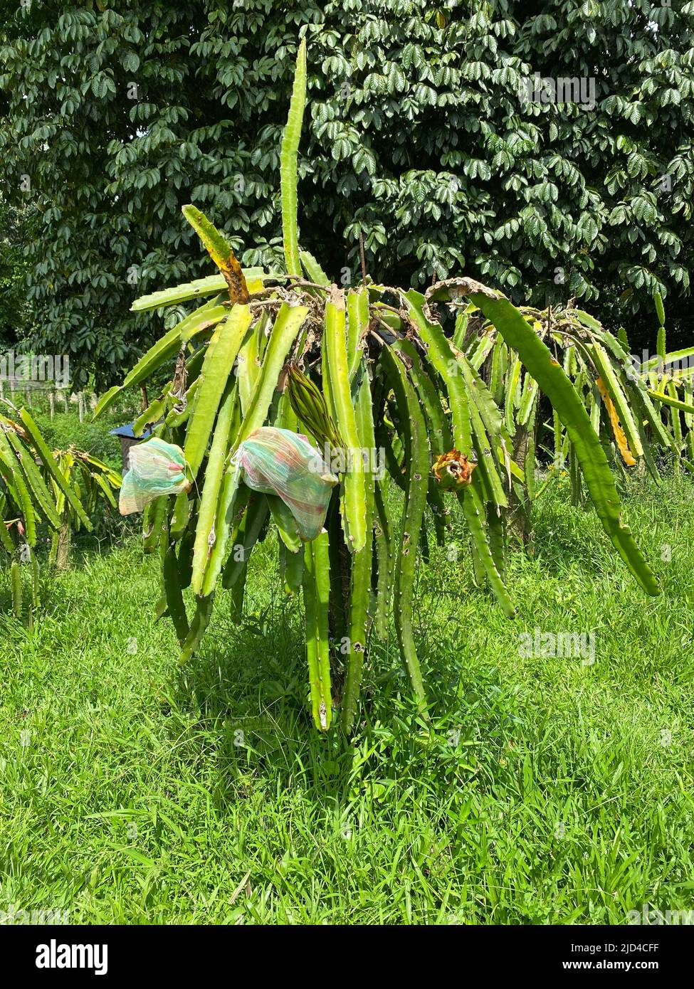 Photo of the plant Isis Gold, Aussie Gold, Austrian Golden Isis or ...