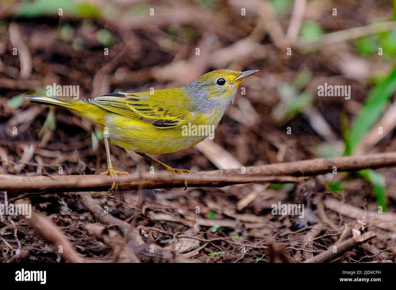 Yellow Warbler (Setophaga petechia aureola, female) from Isabela ...