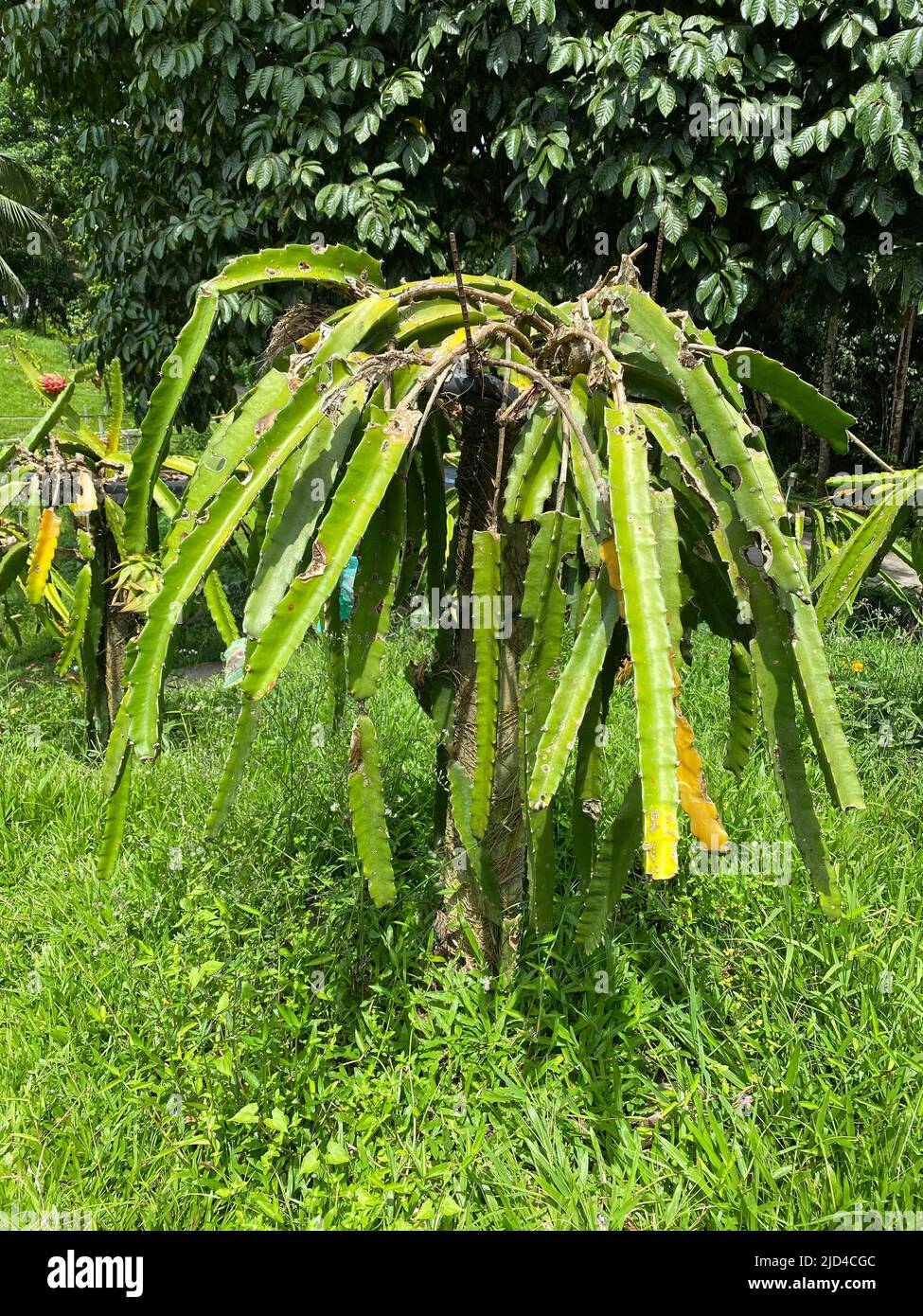 Isis philippines hi-res stock photography and images - Alamy