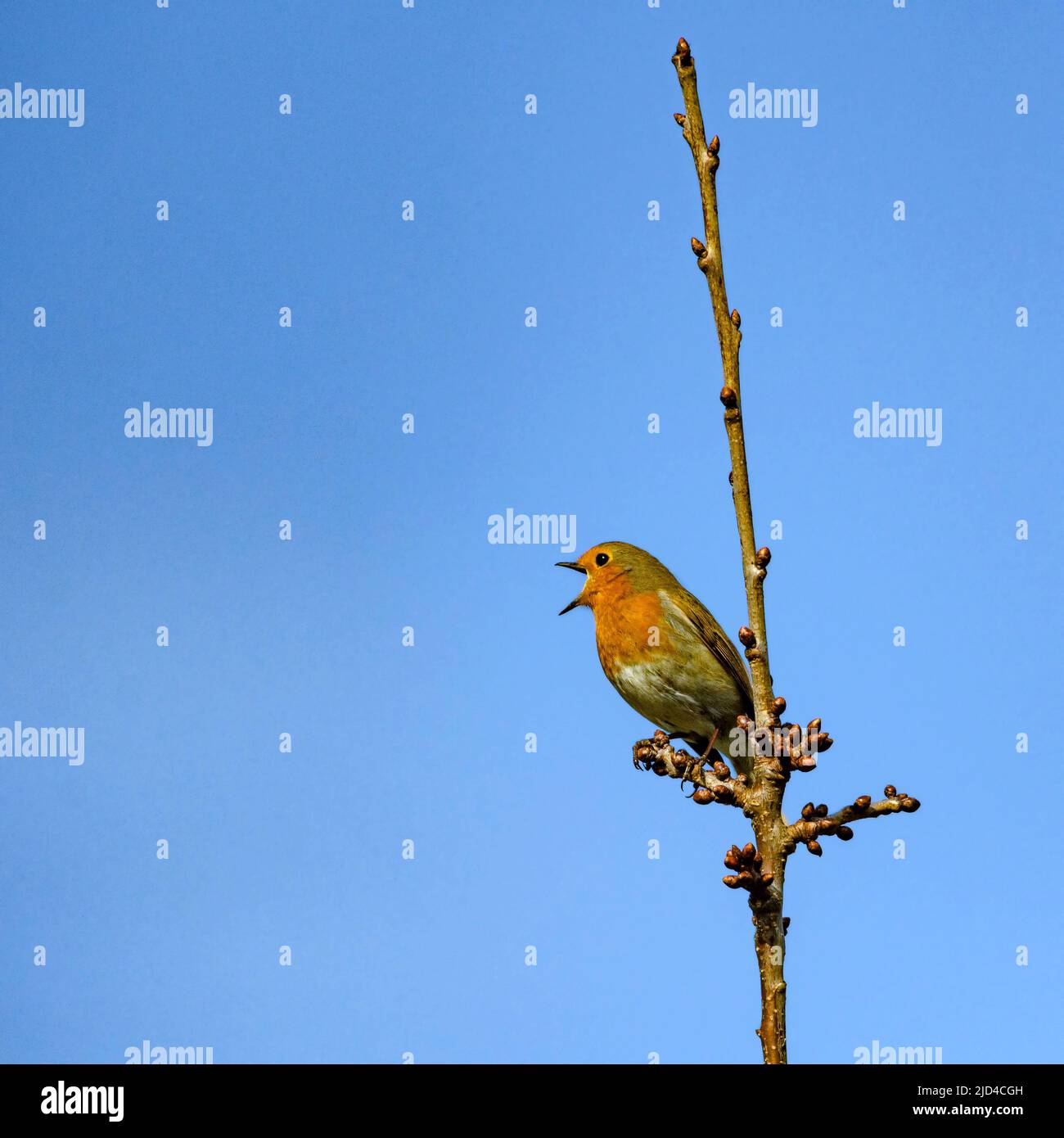 European robin (Erithacus rubecula) from Brandon Marsh, Leicestershire ...