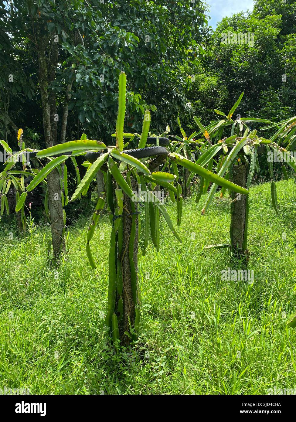 Golden dragon fruit hi-res stock photography and images - Alamy