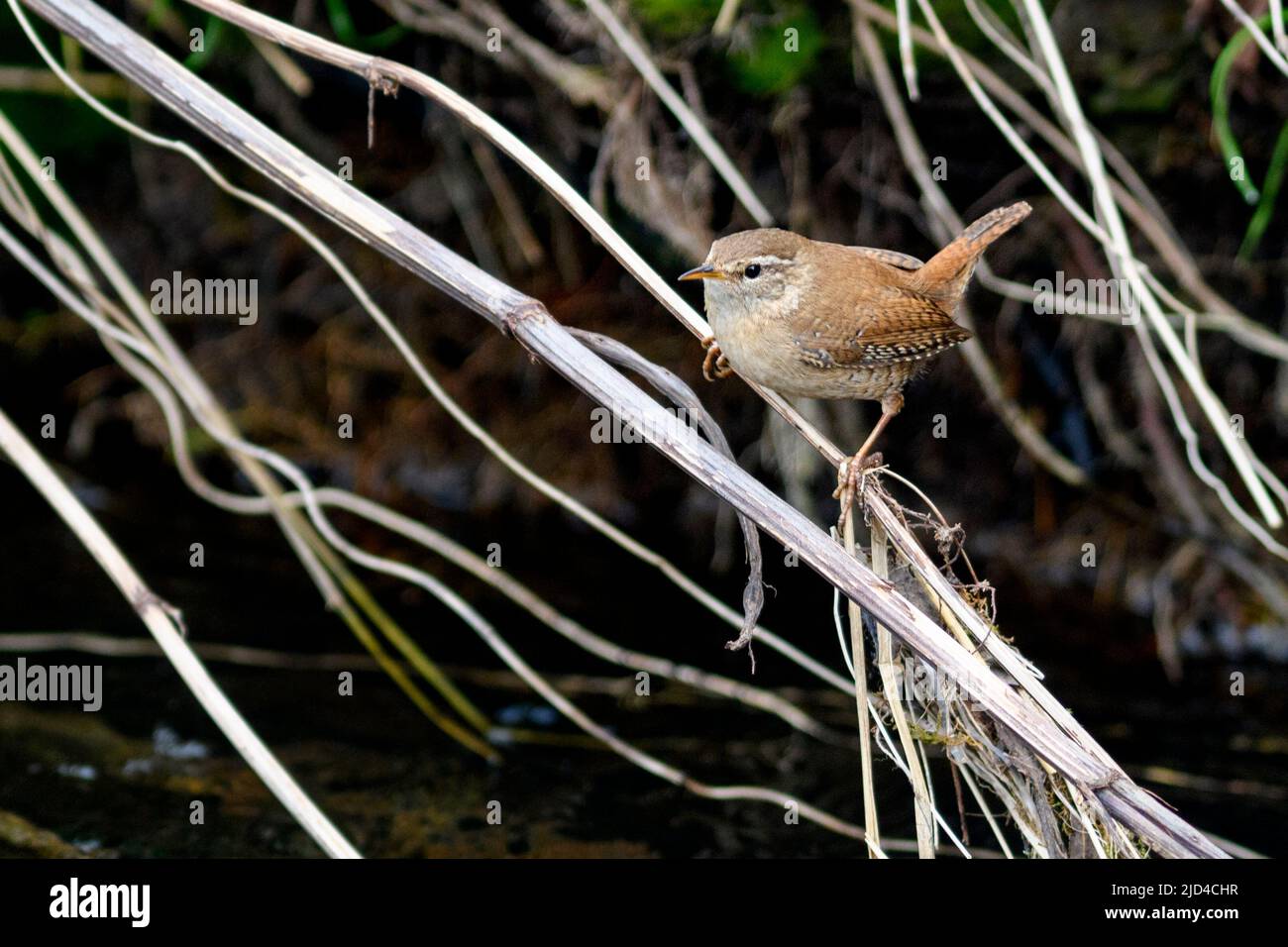 Troglodytes troglodytes troglodytidae hi-res stock photography and ...