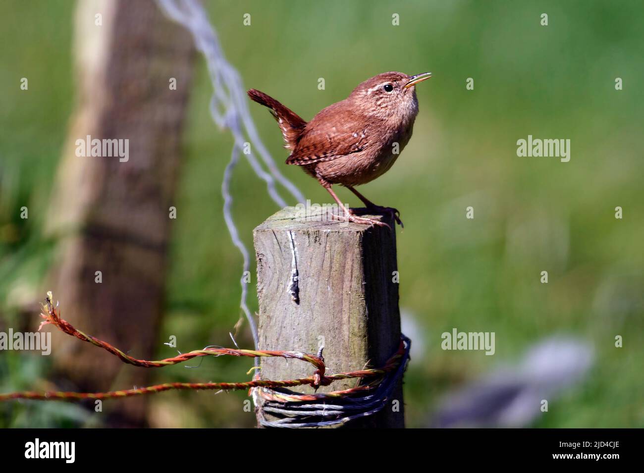 Eurasian wren (Troglodytes troglodytes) from Leicestershire, UK Stock ...