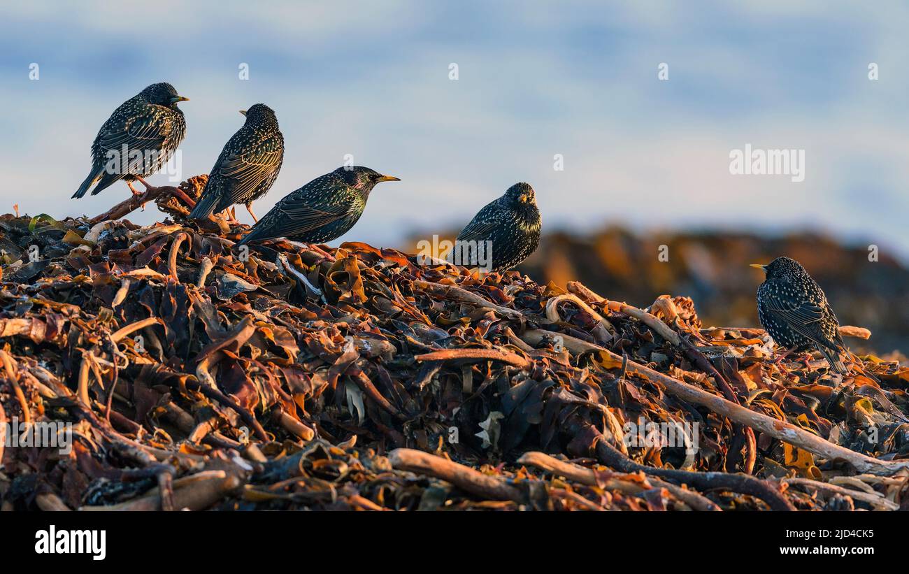 Common starling (Sturnus vulgaris) rosting on washed-.ashore sea weed ...