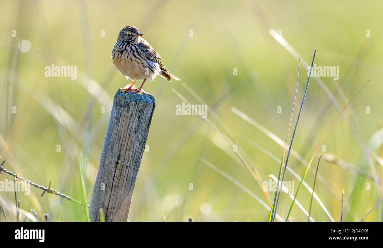 Titlark (Anthus pratensis) from Revtangen (Rogaland, Norway) in April ...