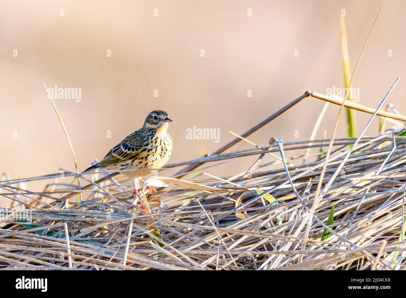 Titlark (Anthus pratensis) from Revtangen (Rogaland, Norway) in April ...