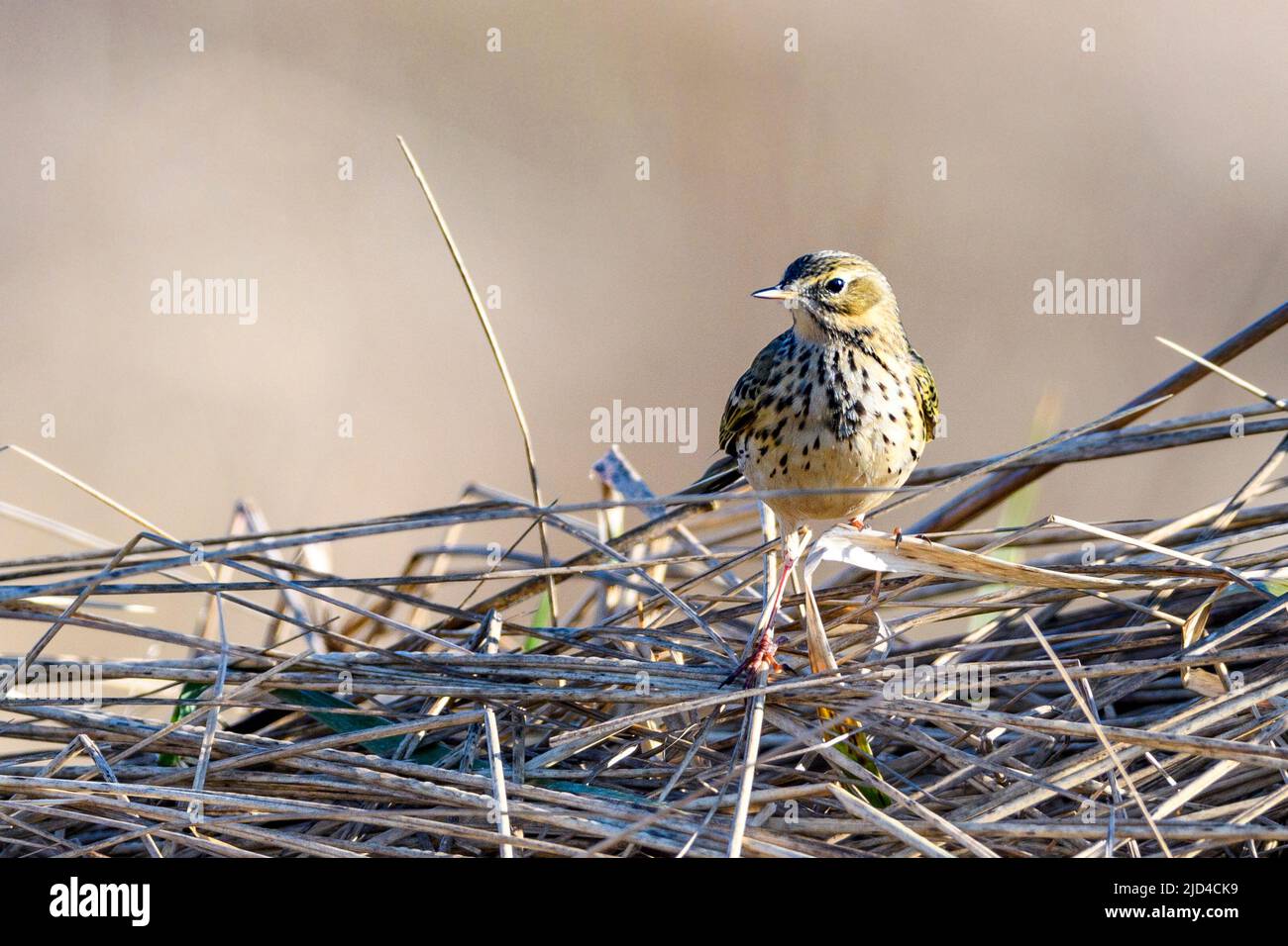 Titlark (Anthus pratensis) from Revtangen (Rogaland, Norway) in April ...