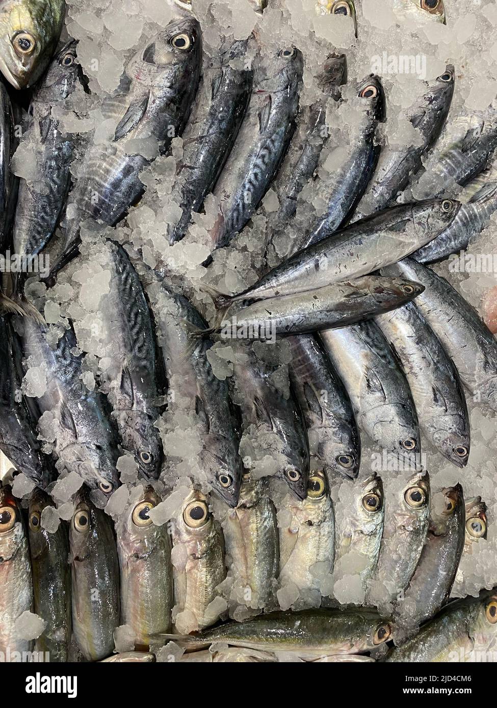 Photo of Philippine fish tulingan, Euthynnus affinis, mackerel tuna ...