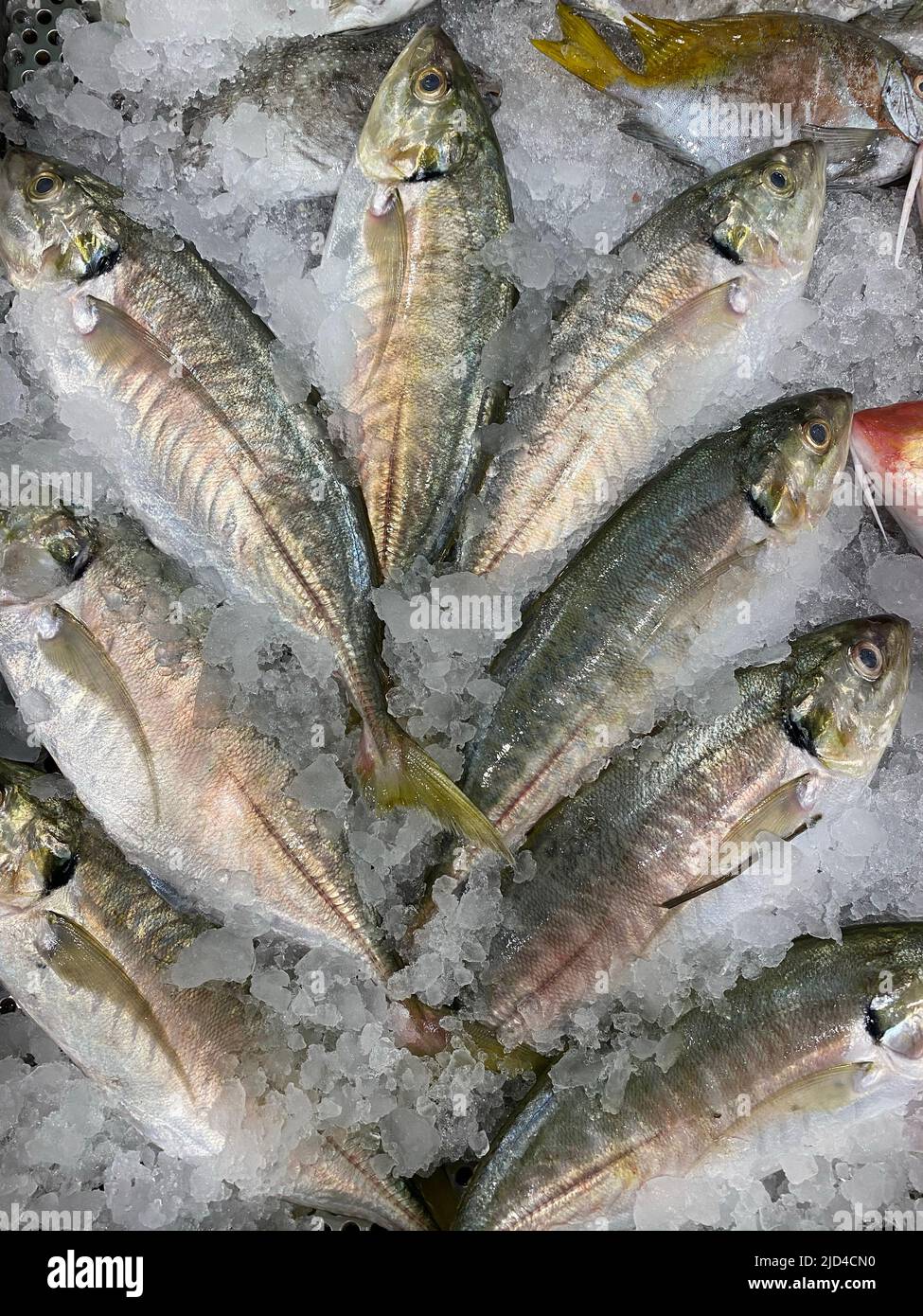 Salaybutang hi-res stock photography and images - Alamy