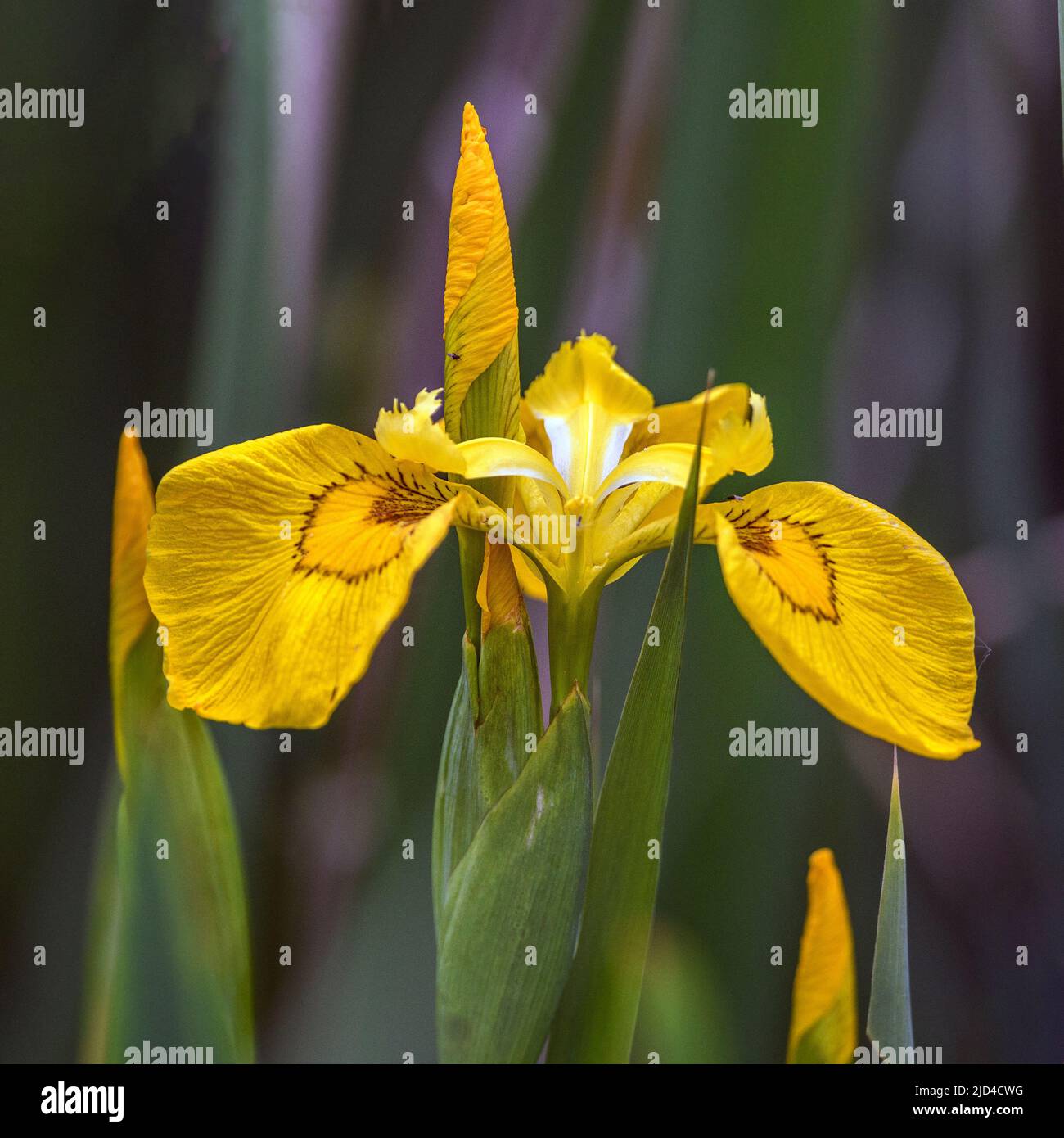 Sverdiris hi-res stock photography and images - Alamy