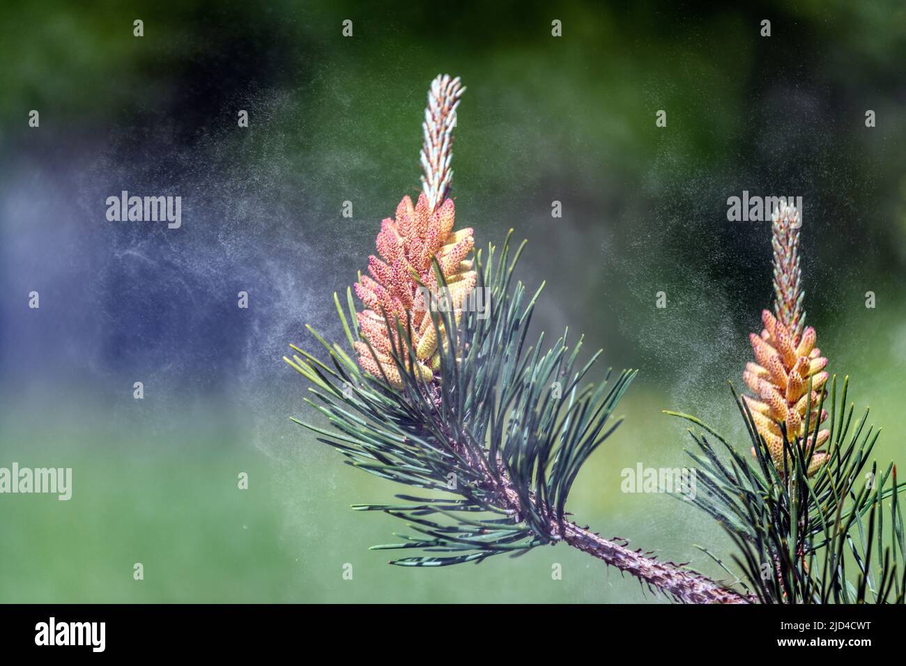 Male flowers of scots pine (Pinus sylvestris) are releasing the pollen ...