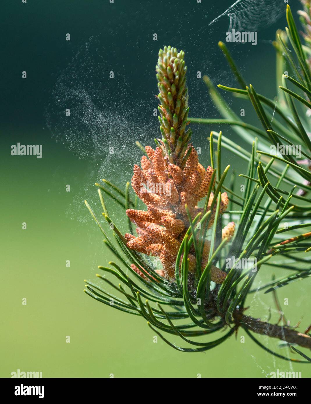 Male flowers of scots pine (Pinus sylvestris) are releasing the pollen ...
