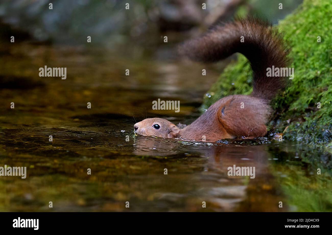 An Eurasian Squirrel (Sciurus vulgaris) enters into a small streem ...