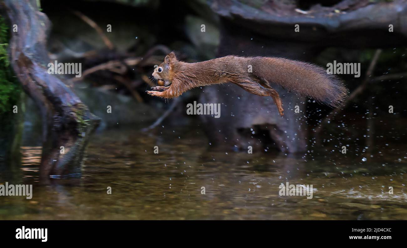Eurasian flying squirrel hi-res stock photography and images - Alamy