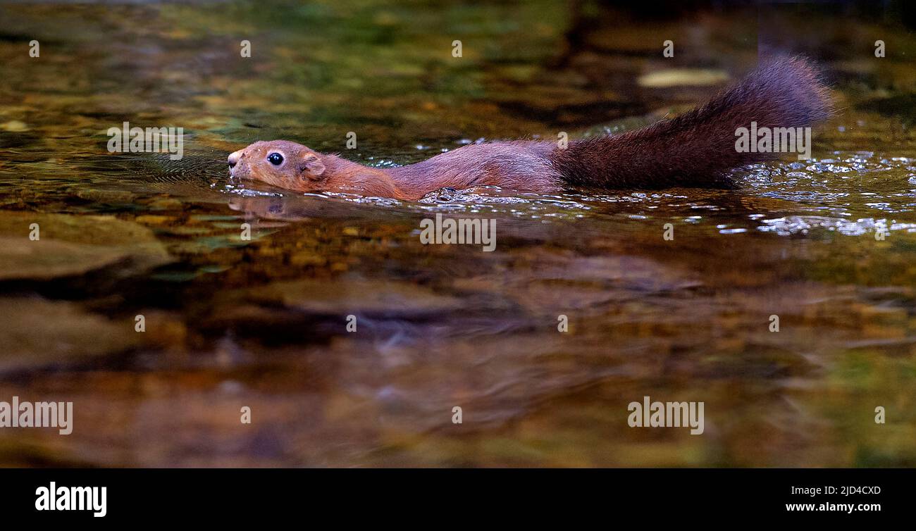 Swimming Eurasian red squirrel (Sciurus vulgaris Stock Photo - Alamy