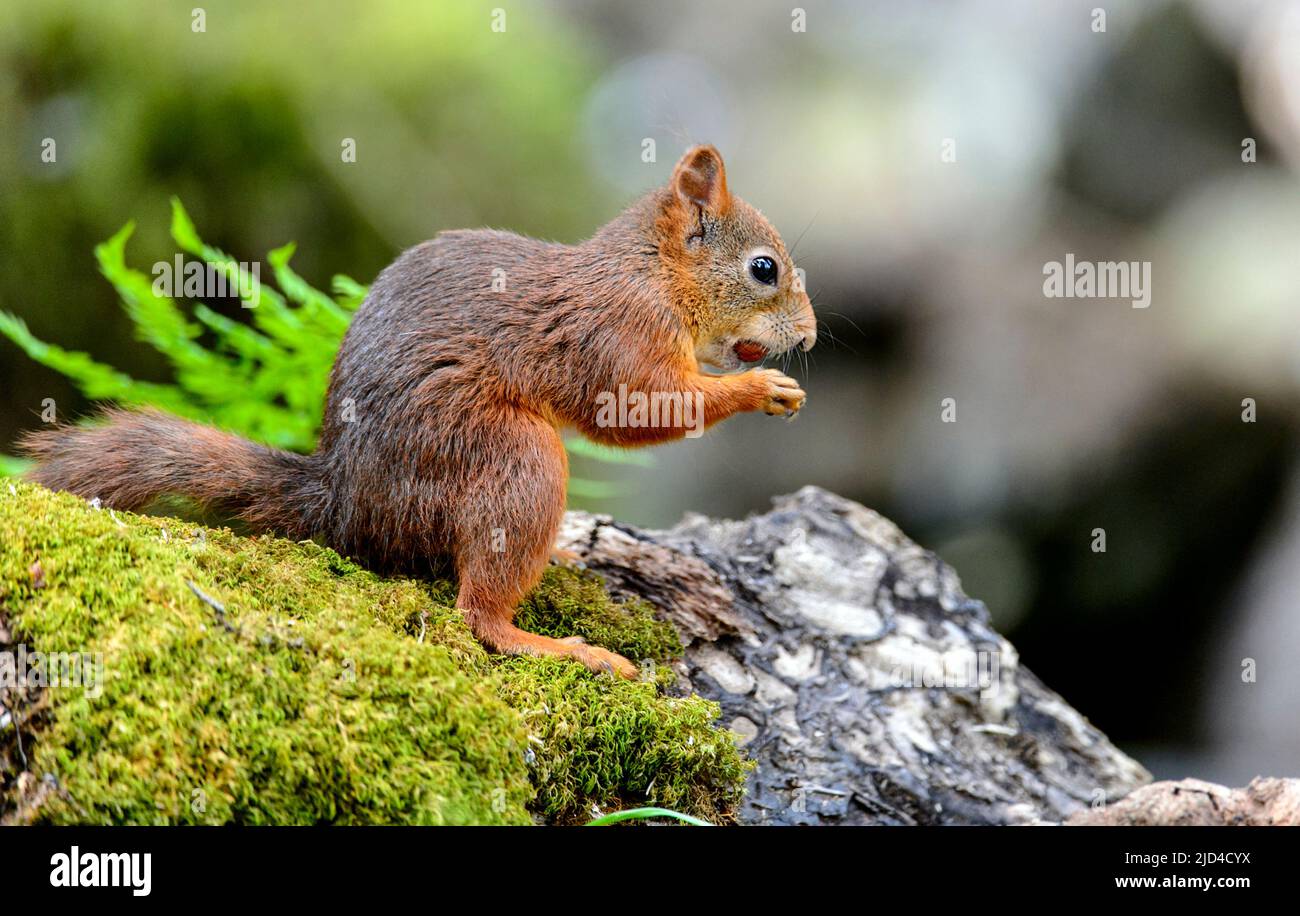 Eurasian red squirrel (Sciurus vulgaris) in a Norwegian forest Stock ...