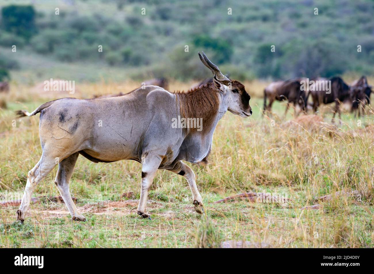 Common eland (Taurotragus oryx) from Maasai Mara, Kenya Stock Photo - Alamy