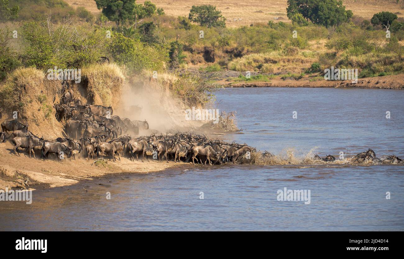 As part of the great migration a group of wildebeests is crossing Mara ...