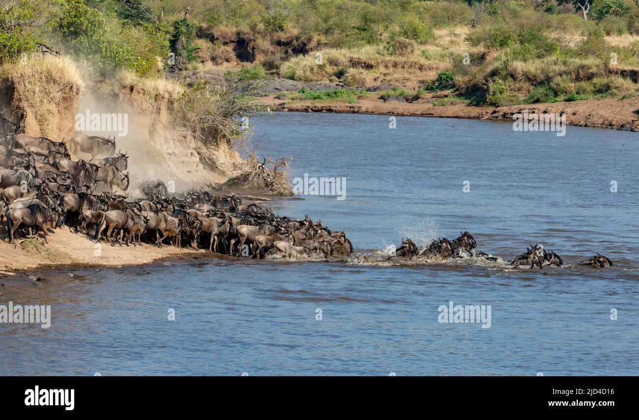 As part of the great migration a group of wildebeests is crossing Mara ...