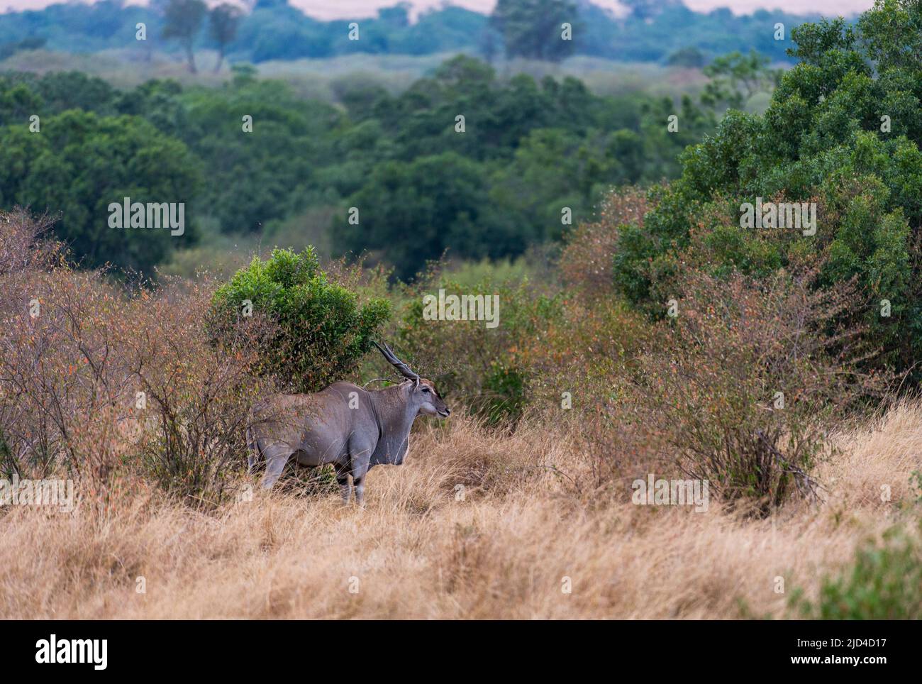 Common eland (Taurotragus oryx) from Maasai Mara, Kenya Stock Photo - Alamy