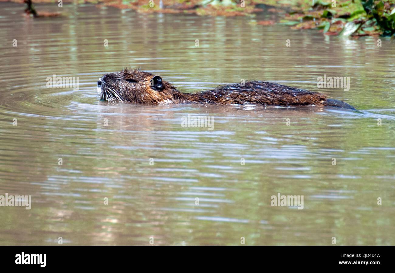 Sumpbever hi-res stock photography and images - Alamy