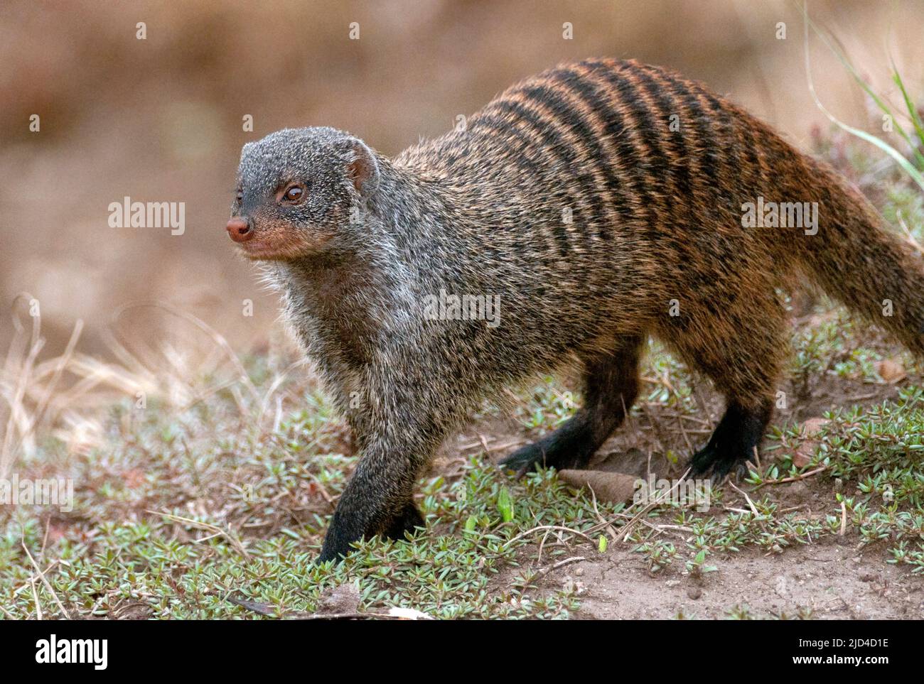 Manguster hi-res stock photography and images - Alamy