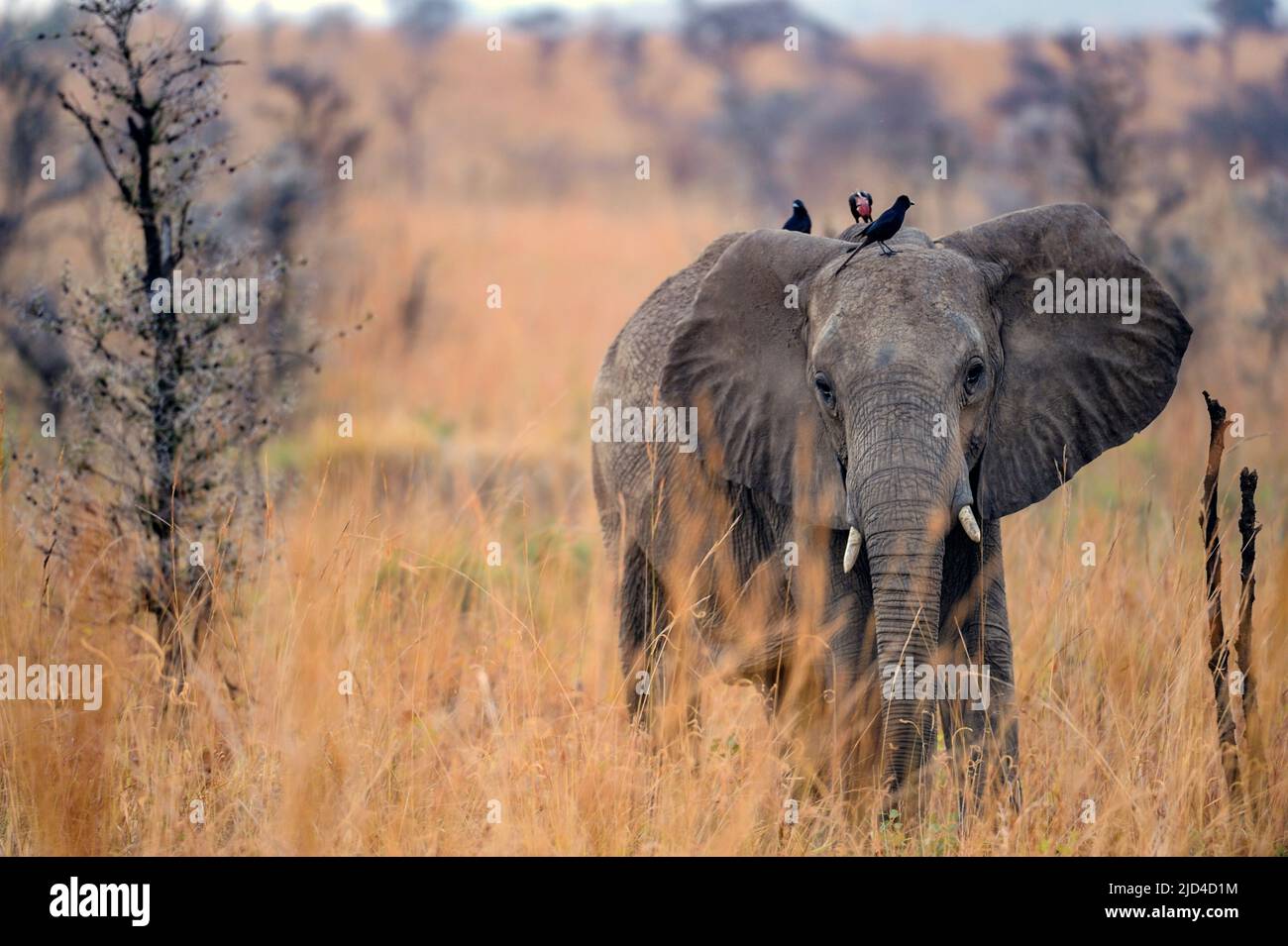 African savanna elephant (Loxodonta africana) with piapiacs ...