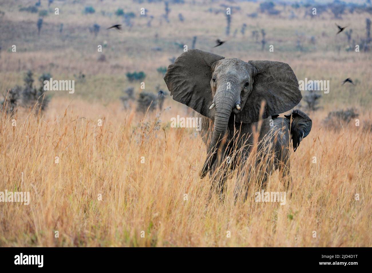 Angry African savanna elephant (Loxodonta africana). Photo from ...