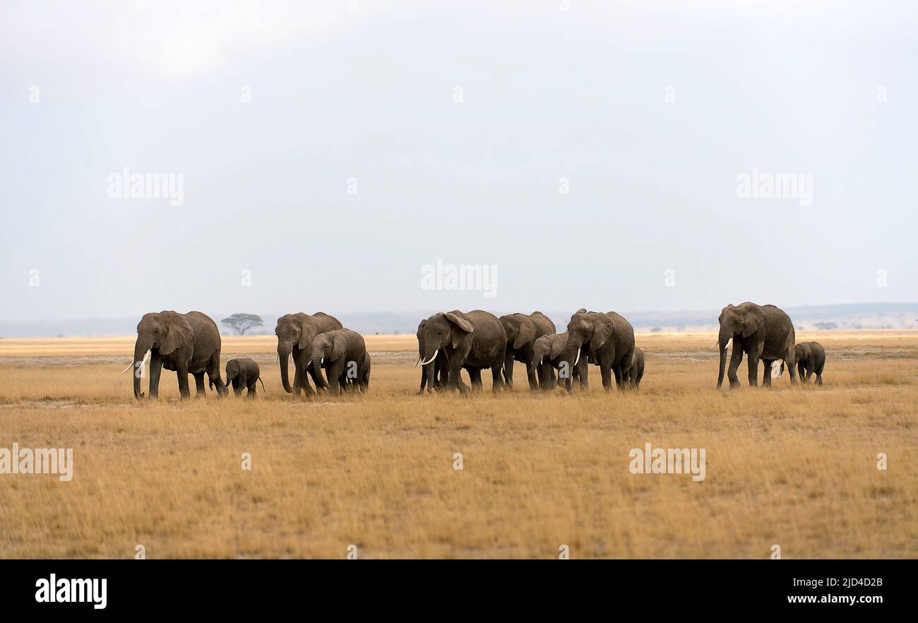 African elephants migrate in Amboseli National Park, Kenya Stock Photo ...