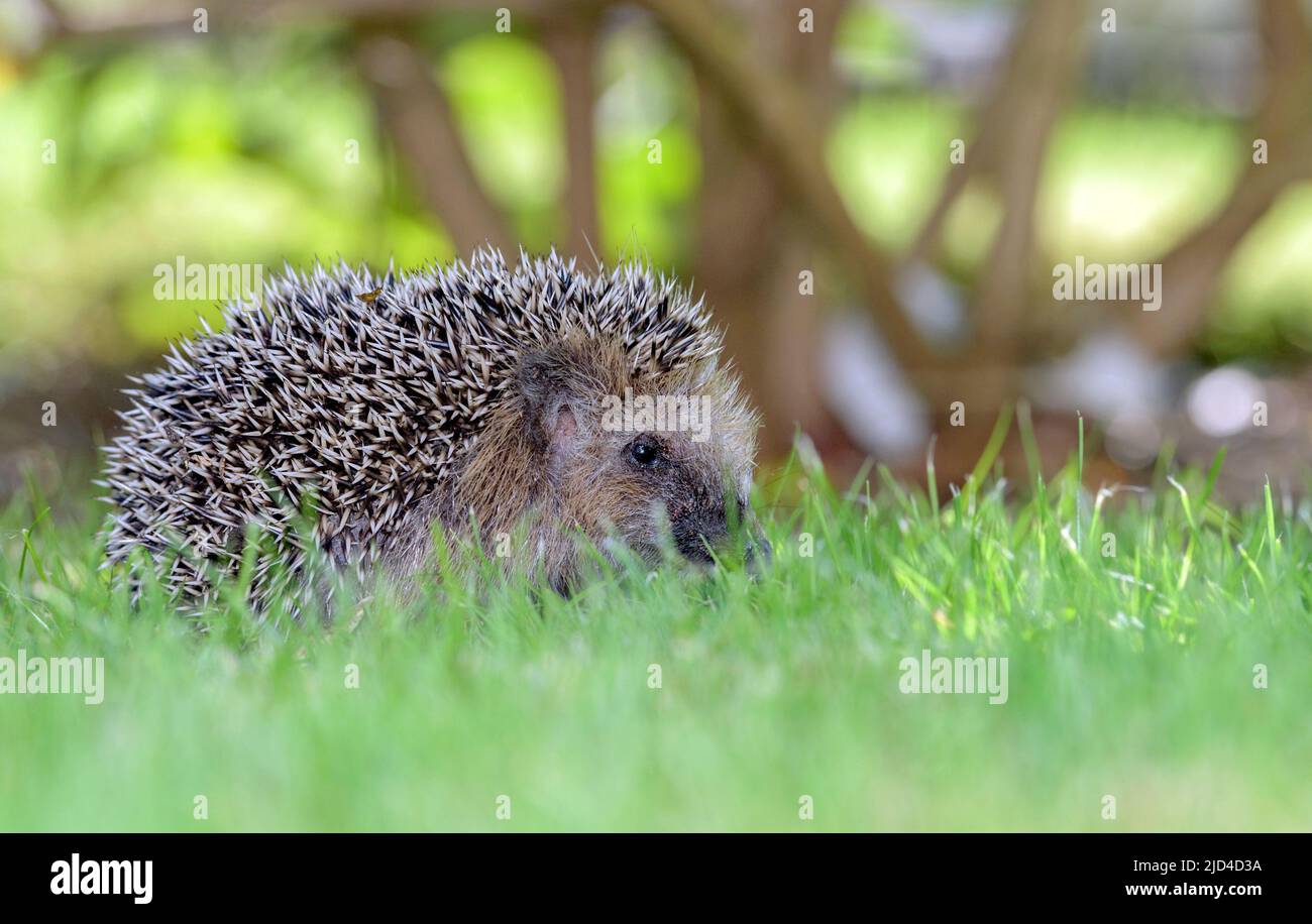 Western European Hedgehog (Erinaceus europaeus) from south-western ...