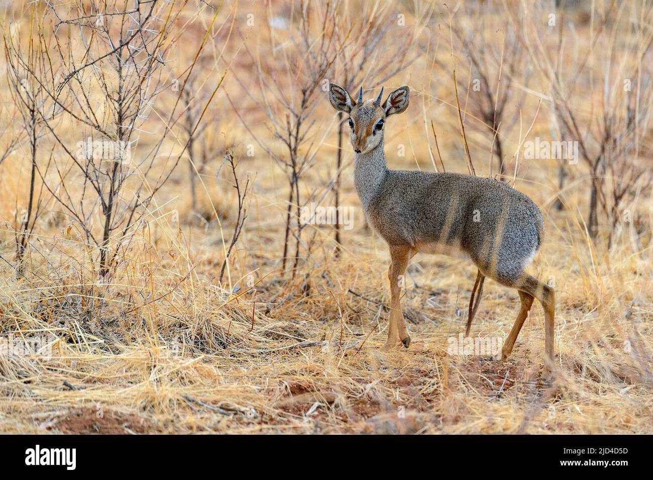 Kirk's dik-dik (Madoqua kirkii) from Samburu National Reserve, Kenya ...
