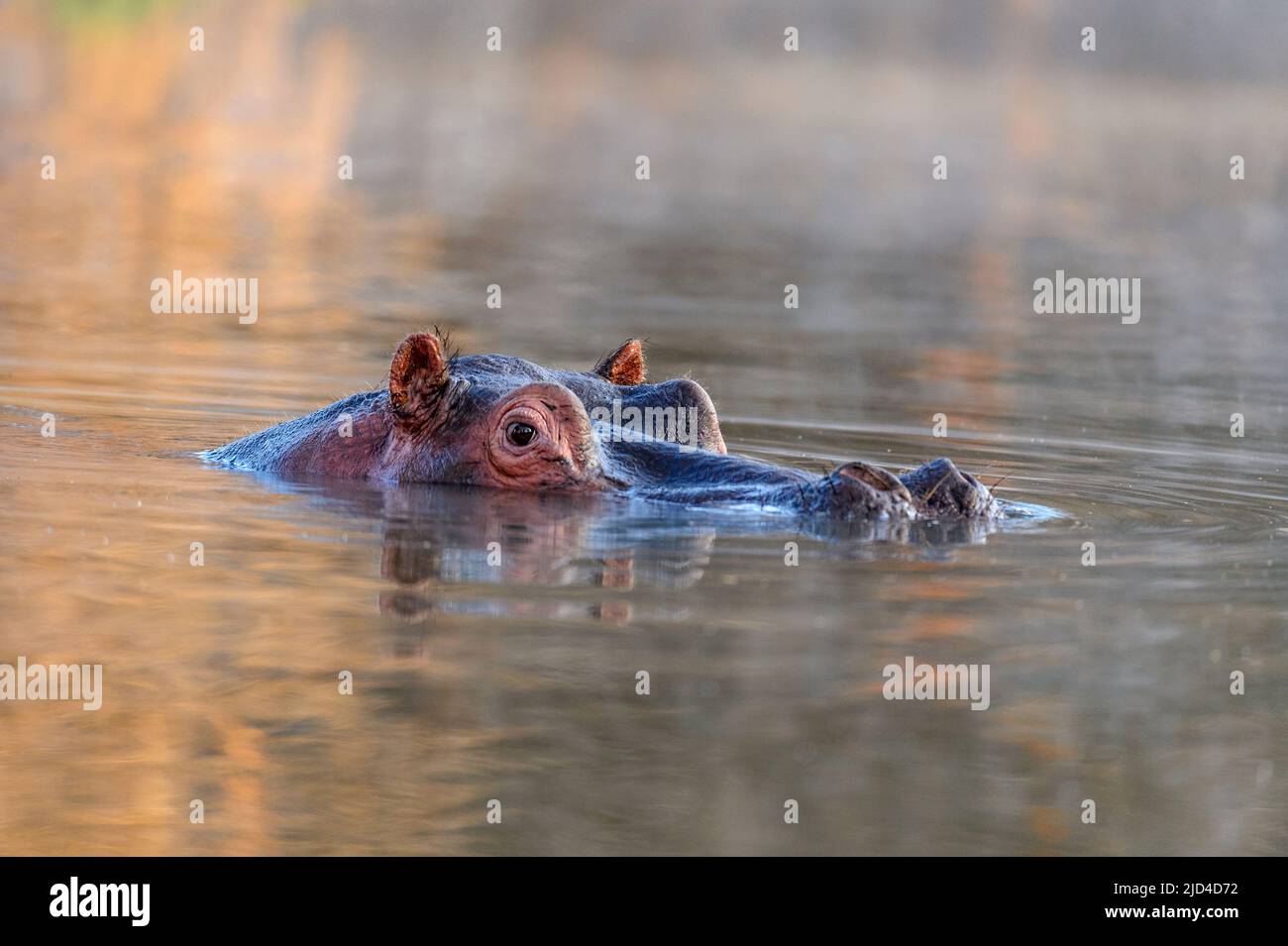 Hippo in the early morning sun at Lake Naivasha, Kenya Stock Photo - Alamy
