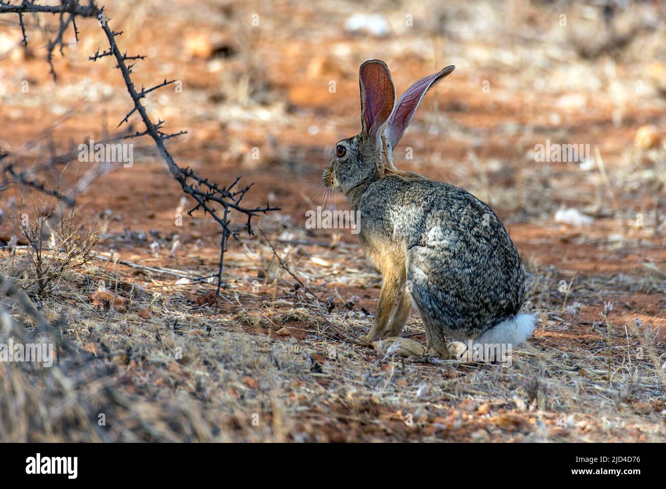Cape hare (Lepus capensis) from Samburu NR, Kenya Stock Photo - Alamy