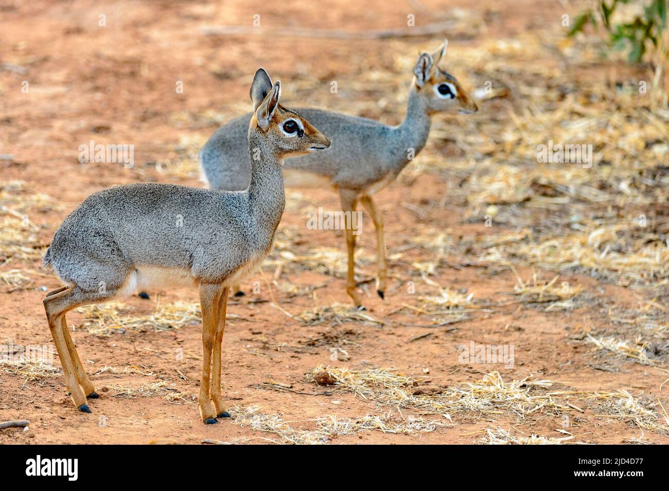 Kirk's dik-dik (Madoqua kirkii) from Samburu National Reserve, Kenya ...