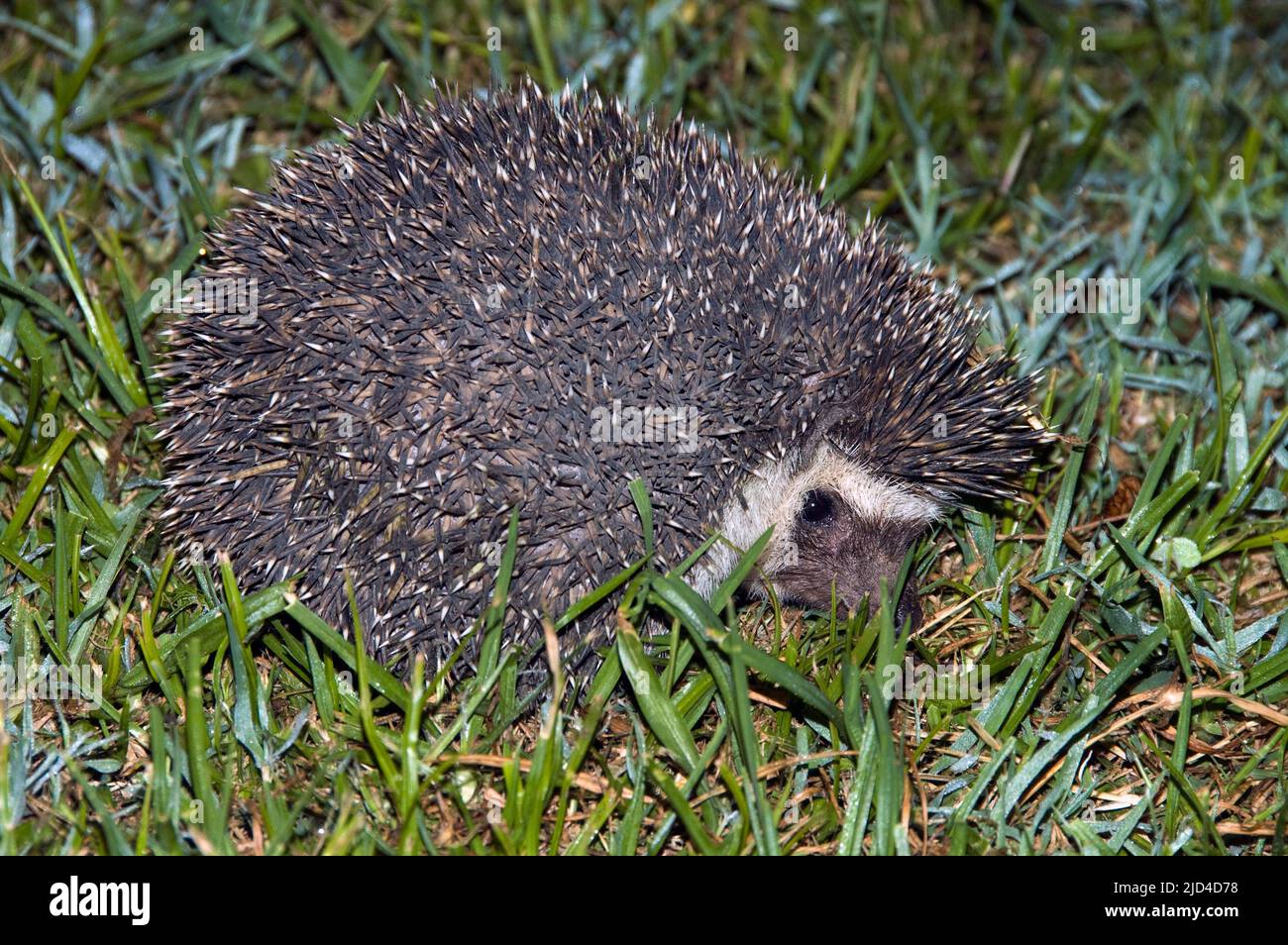 Four toed hedgehog hi-res stock photography and images - Alamy