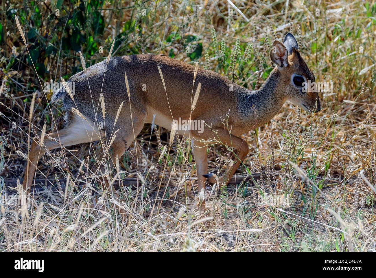 Kirk's dik-dik (Madoqua kirkii) from Lake Manyara, Tanzania Stock Photo ...