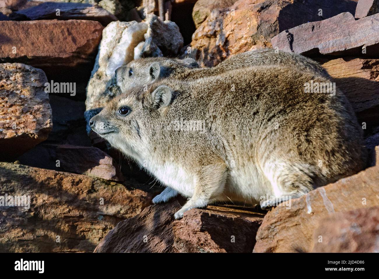 Klippegrevling hi-res stock photography and images - Alamy