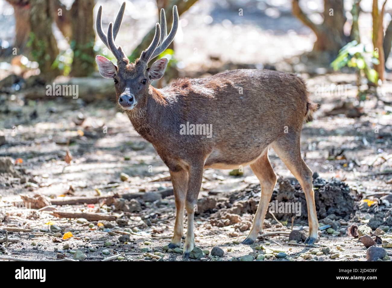 Javan rusa (Rusa timorensis) from Rinca Island, Indonesia Stock Photo ...