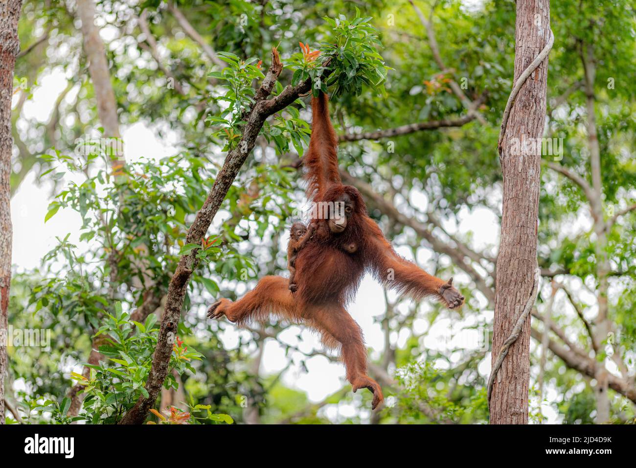 Borneo Orangutan (Pongo pygmaeus wurmbi) and it's tiny infant moving ...